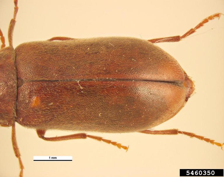 pine bark anobiid (Ernobius mollis (Linnaeus, 1758))