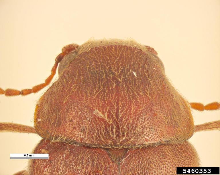 pine bark anobiid (Ernobius mollis)