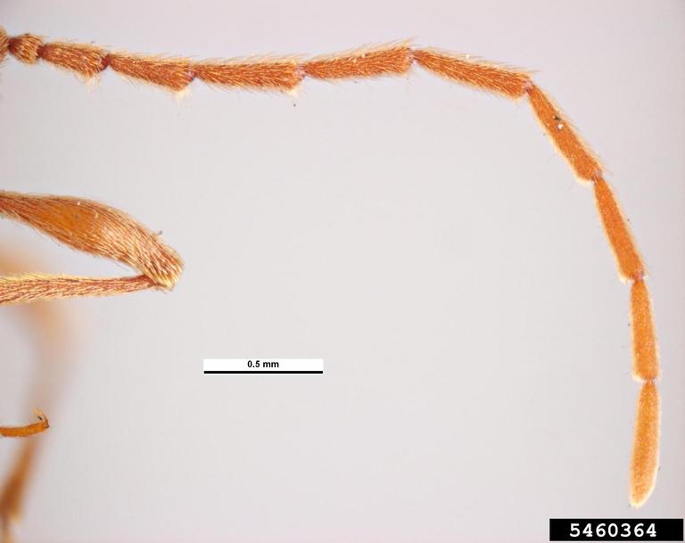 whitemarked spider beetle (Ptinus fur (Linnaeus, 1758))