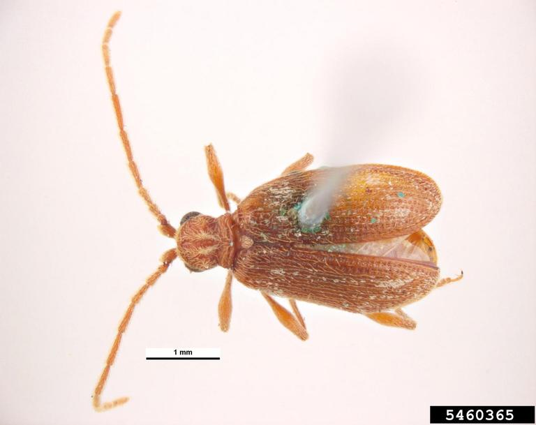 whitemarked spider beetle (Ptinus fur (Linnaeus, 1758))