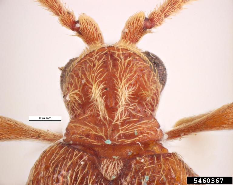 whitemarked spider beetle (Ptinus fur (Linnaeus, 1758))