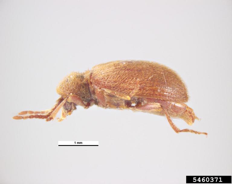 Australian spider beetle (Ptinus tectus Boieldieu, 1856)