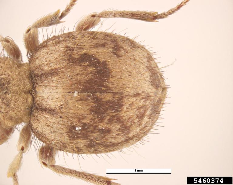 globular spider beetle (Trigonogenius globulum globosus Solier, 1849)