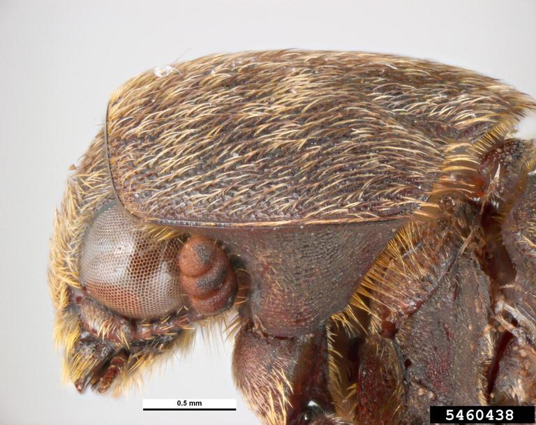 black larder beetle (Dermestes ater)