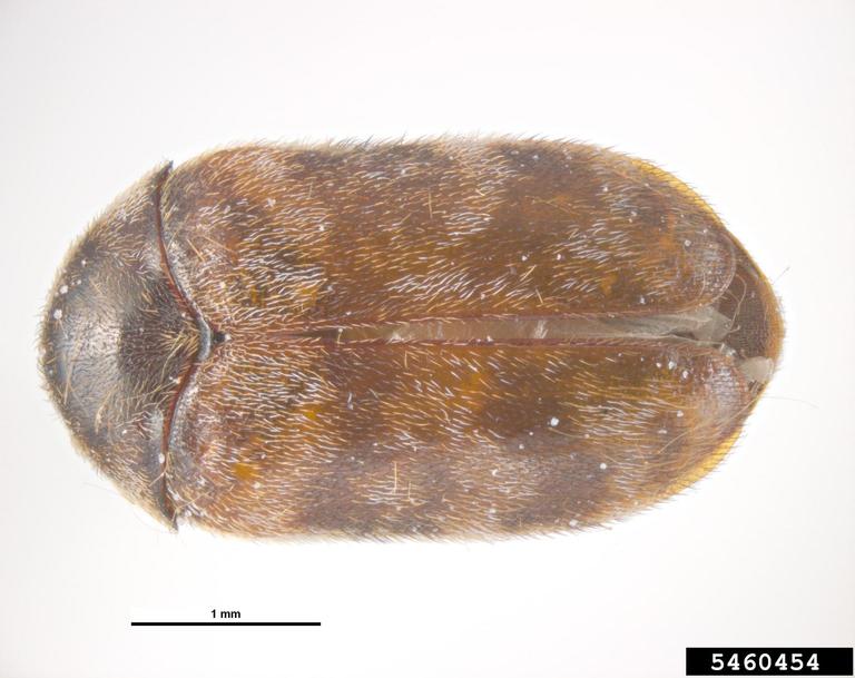 warehouse beetle (Trogoderma variabile Ballion, 1878)