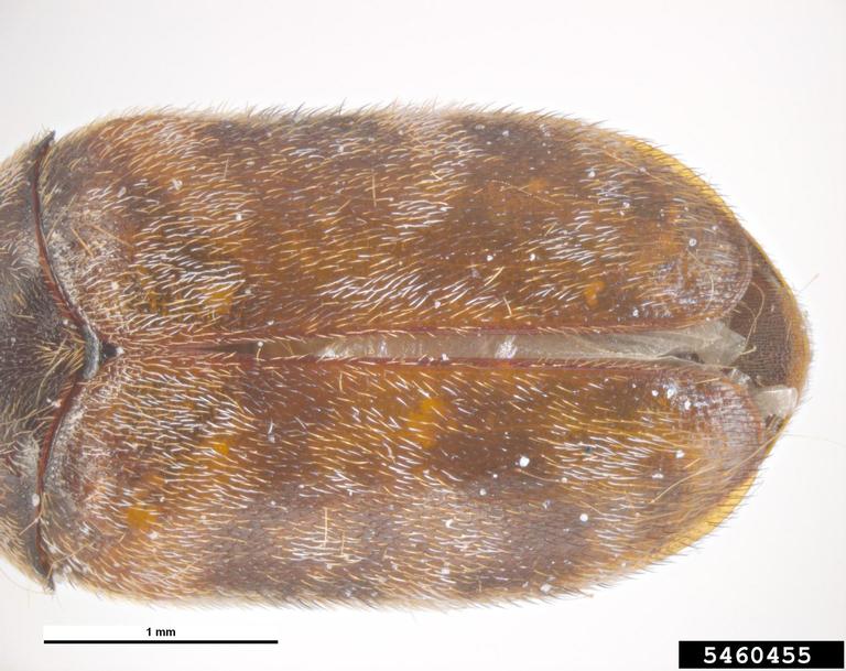 warehouse beetle (Trogoderma variabile)