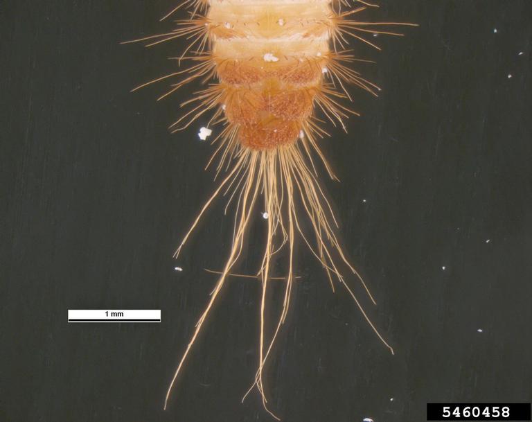 warehouse beetle (Trogoderma variabile)