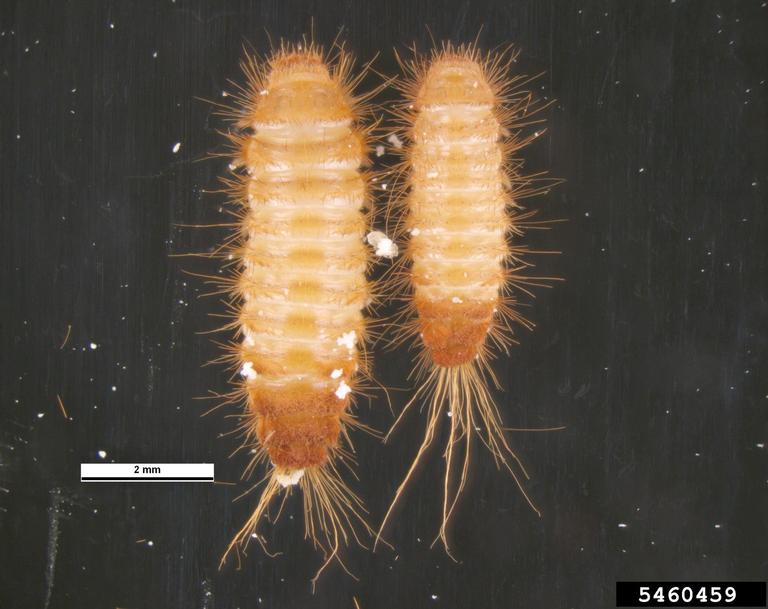 warehouse beetle (Trogoderma variabile)