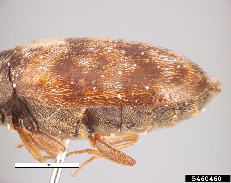 warehouse beetle (Trogoderma variabile Ballion, 1878)