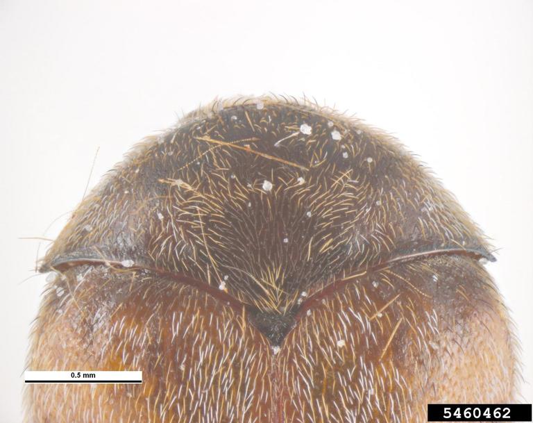 warehouse beetle (Trogoderma variabile Ballion, 1878)
