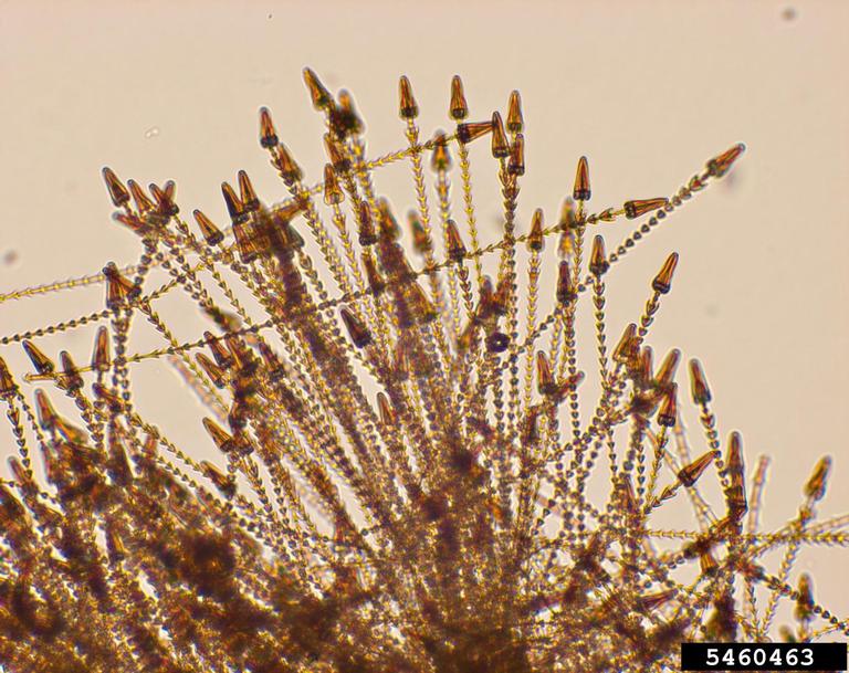 warehouse beetle (Trogoderma variabile Ballion, 1878)