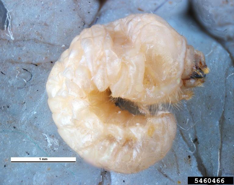 old world lyctus beetle (Lyctus brunneus (Stephens, 1830))