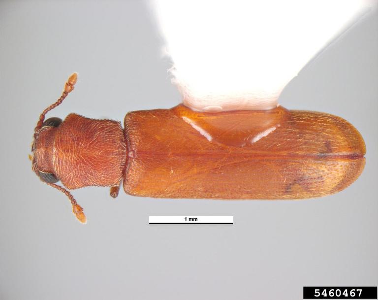 old world lyctus beetle (Lyctus brunneus (Stephens, 1830))