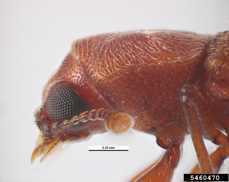 old world lyctus beetle (Lyctus brunneus)