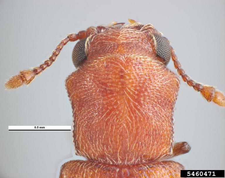 old world lyctus beetle (Lyctus brunneus (Stephens, 1830))