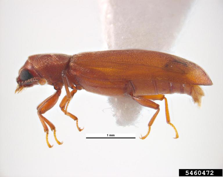 old world lyctus beetle (Lyctus brunneus (Stephens, 1830))