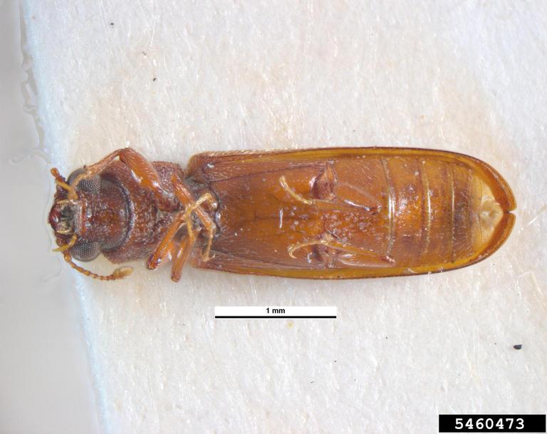 old world lyctus beetle (Lyctus brunneus)