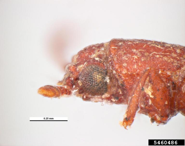 European lyctus beetle (Lyctus linearis)