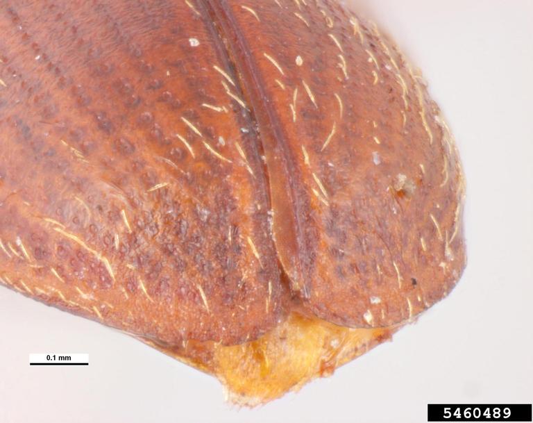 European lyctus beetle (Lyctus linearis (Goeze, 1777))