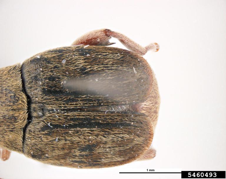 bean weevil (Acanthoscelides obtectus (Say, 1831))