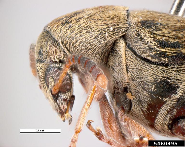 bean weevil (Acanthoscelides obtectus (Say, 1831))