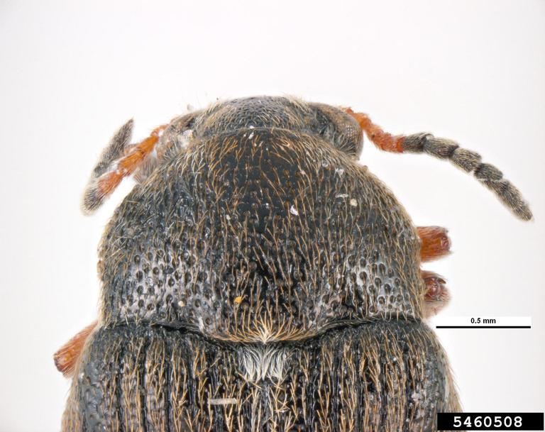 vetch bruchid (Bruchus brachialis Fåhraeus, 1839)