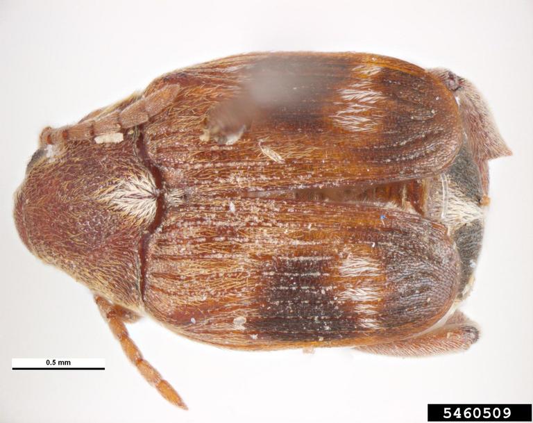 graham bean weevil (Callosobruchus analis (Fabricius, 1781))