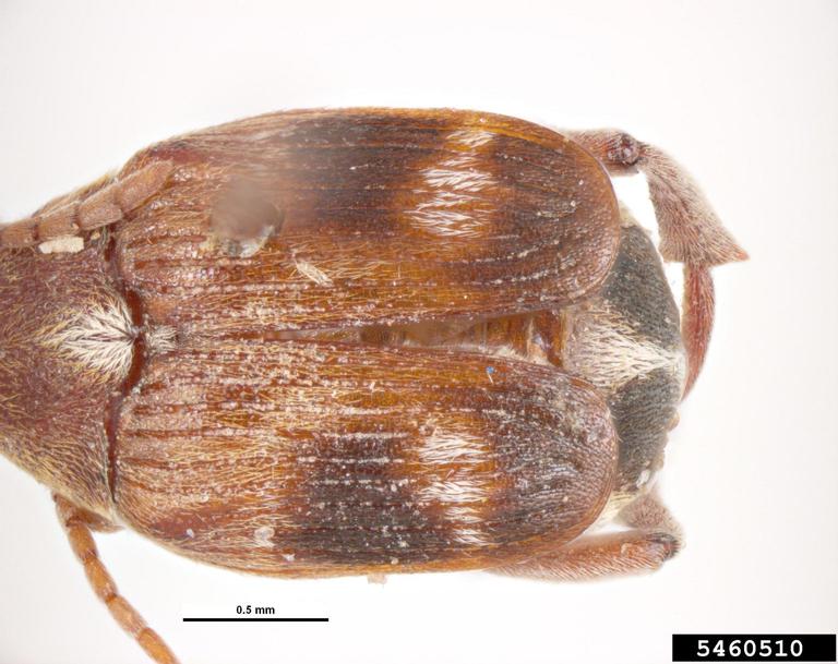 graham bean weevil (Callosobruchus analis (Fabricius, 1781))