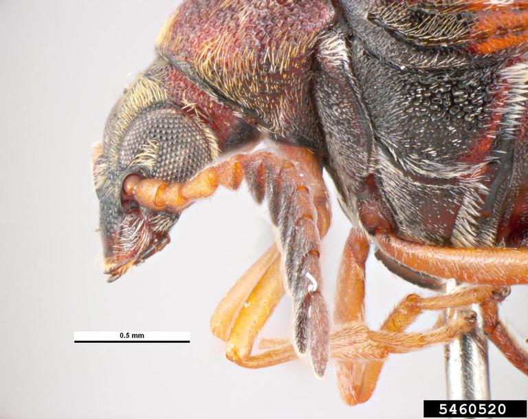 azuki bean weevil (Callosobruchus chinensis)
