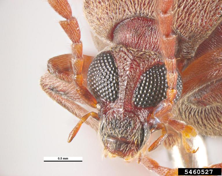groundnut bruchid (Caryedon serratus (Olivier, 1790))