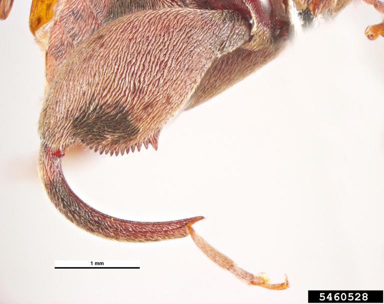 groundnut bruchid (Caryedon serratus)