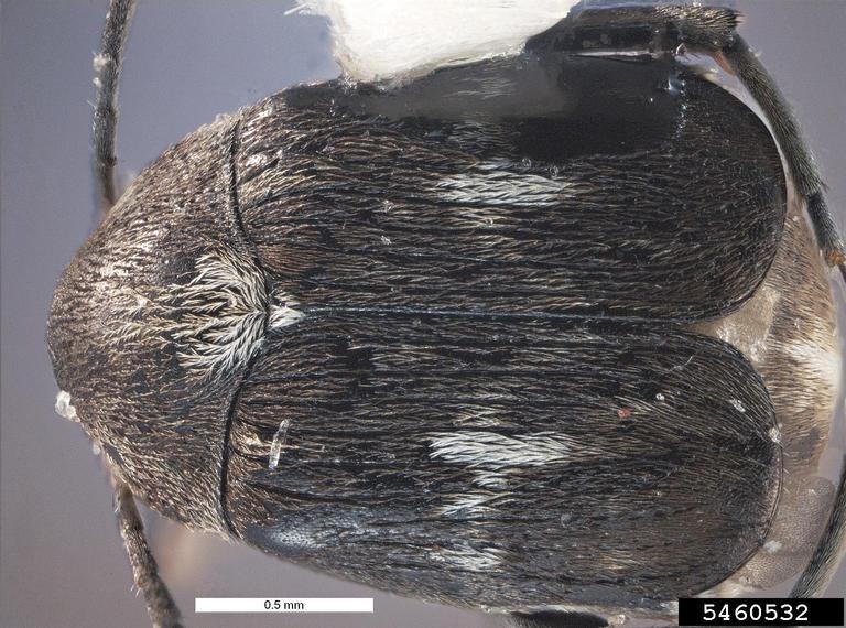 Mexican bean weevil (Zabrotes subfasciatus (Boheman, 1833))