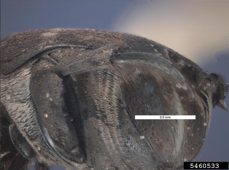 Mexican bean weevil (Zabrotes subfasciatus (Boheman, 1833))