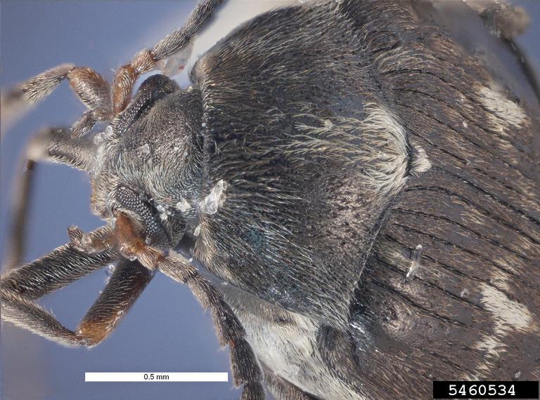 Mexican bean weevil (Zabrotes subfasciatus (Boheman, 1833))