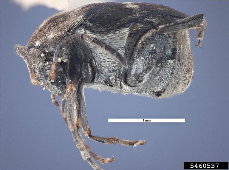 Mexican bean weevil (Zabrotes subfasciatus (Boheman, 1833))