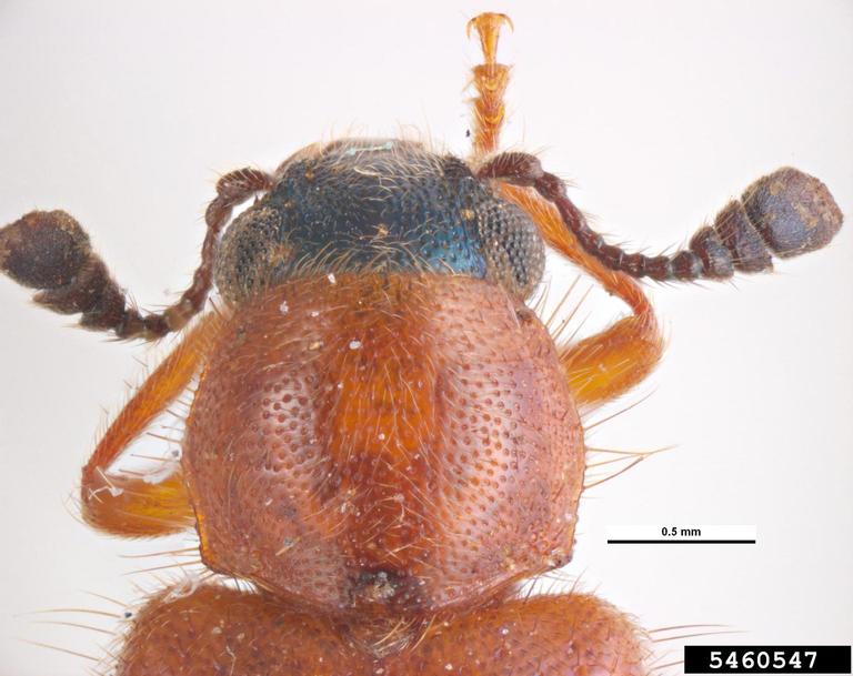 red-shouldered ham beetle (Necrobia ruficollis (Fabricius, 1775))