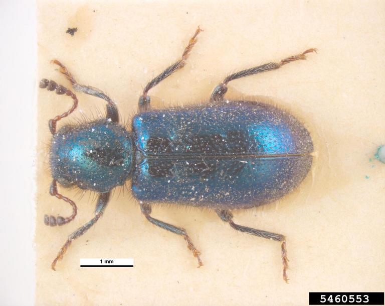 blackelegged ham beetle (Necrobia violacea (Linnaeus, 1758))