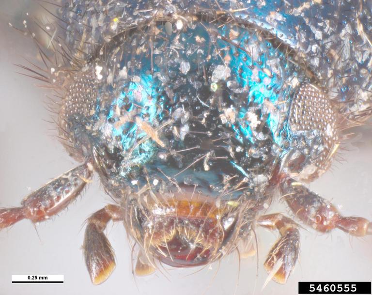 blackelegged ham beetle (Necrobia violacea (Linnaeus, 1758))
