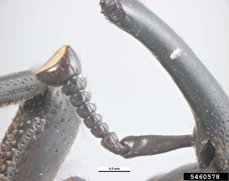 agave weevil (Scyphophorus acupunctatus)