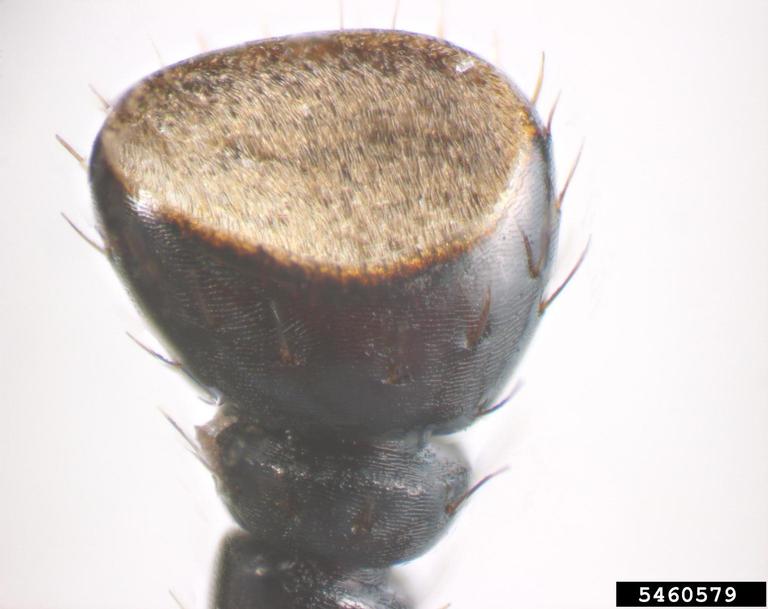 agave weevil (Scyphophorus acupunctatus)