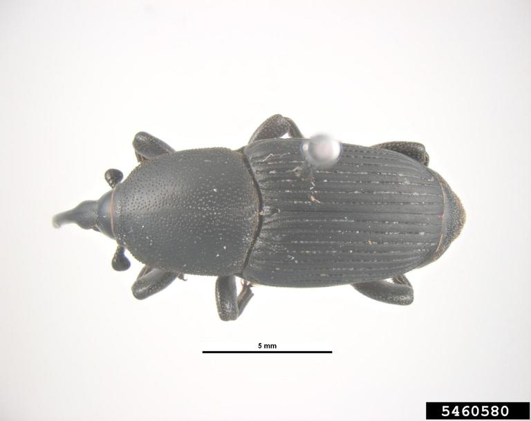 agave weevil (Scyphophorus acupunctatus)