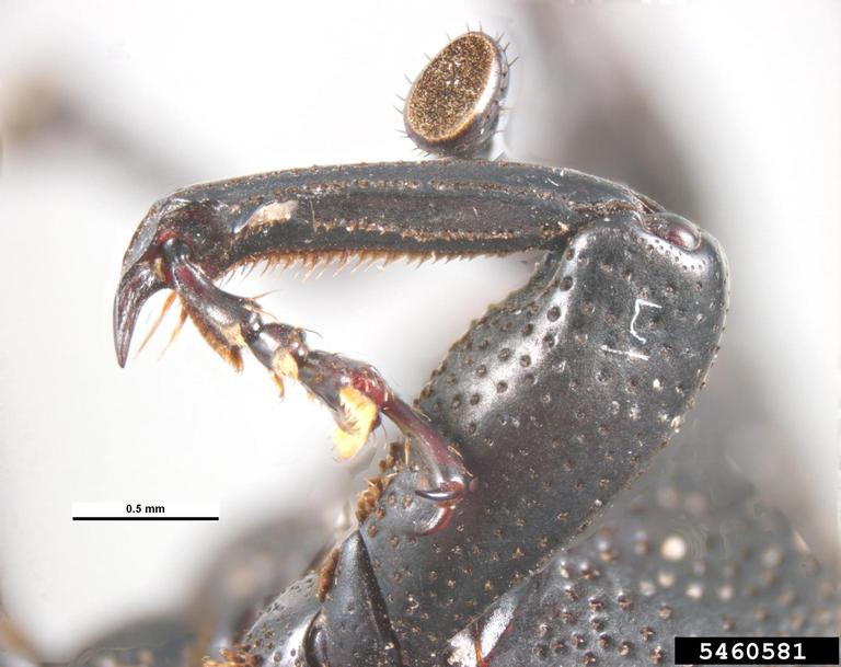 agave weevil (Scyphophorus acupunctatus)