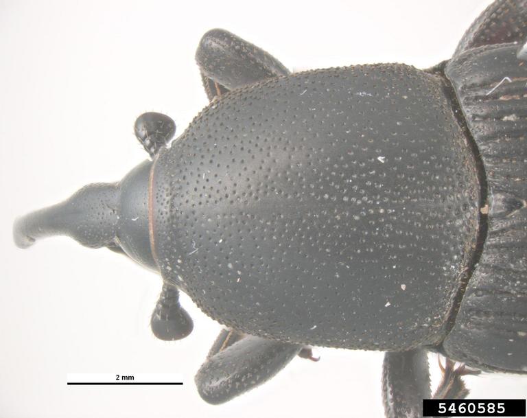 agave weevil (Scyphophorus acupunctatus Gyllenhal, 1838)