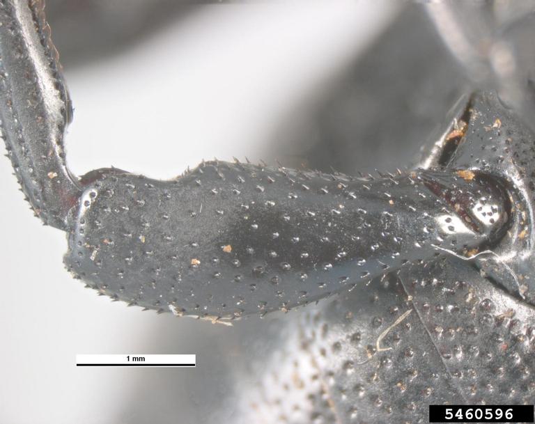yucca weevil (Scyphophorus yuccae Horn, G.H., 1873)
