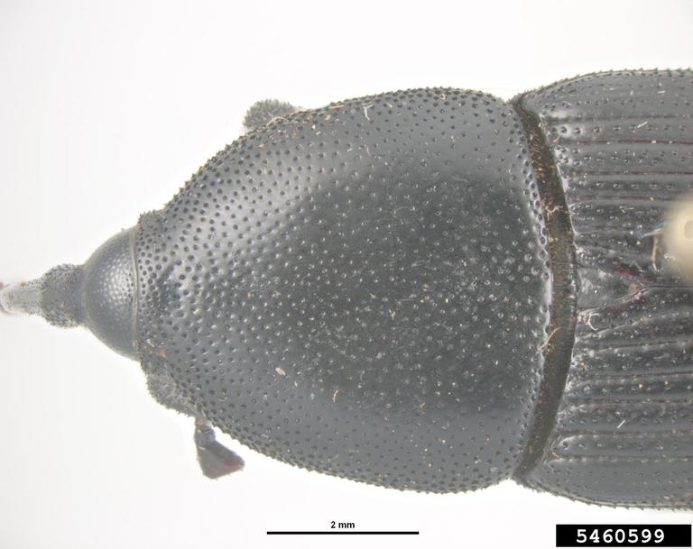 yucca weevil (Scyphophorus yuccae Horn, G.H., 1873)