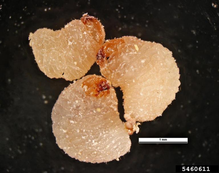 rice weevil (Sitophilus oryzae (Linnaeus, 1763))