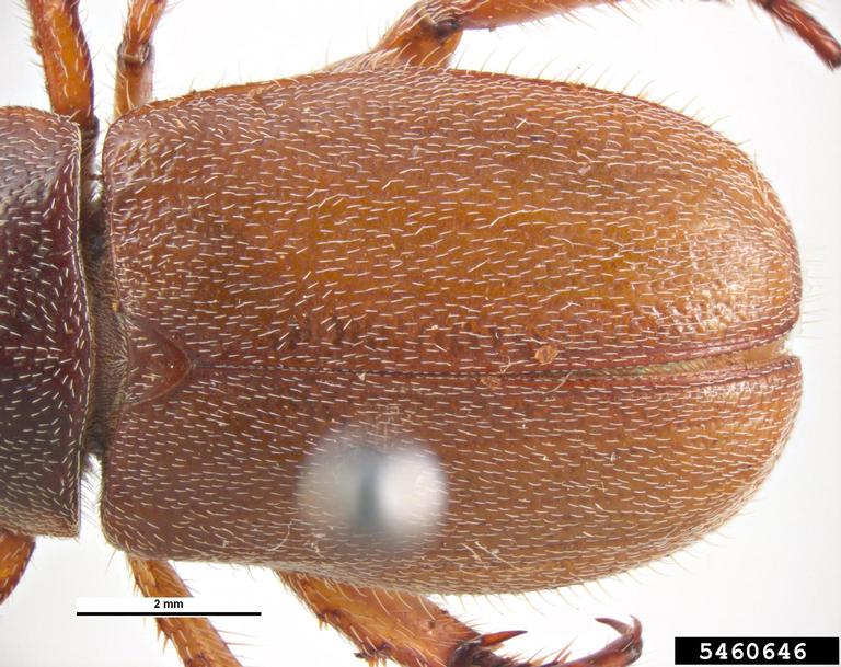 rose beetle (Adoretus versutus Harold, 1869)