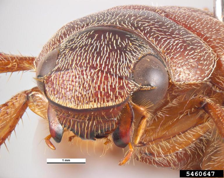 rose beetle (Adoretus versutus)