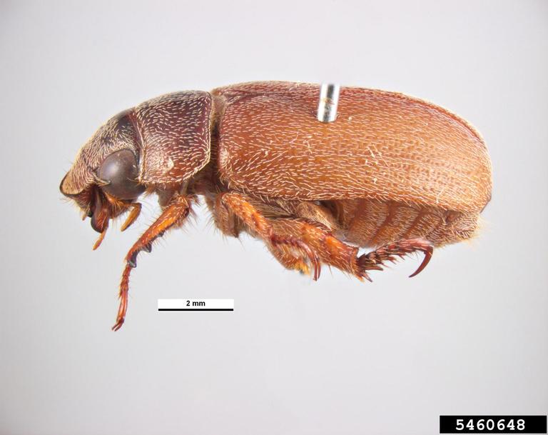 rose beetle (Adoretus versutus Harold, 1869)