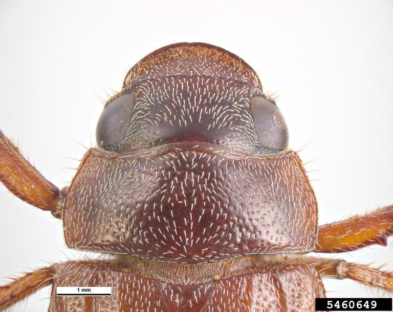 rose beetle (Adoretus versutus)